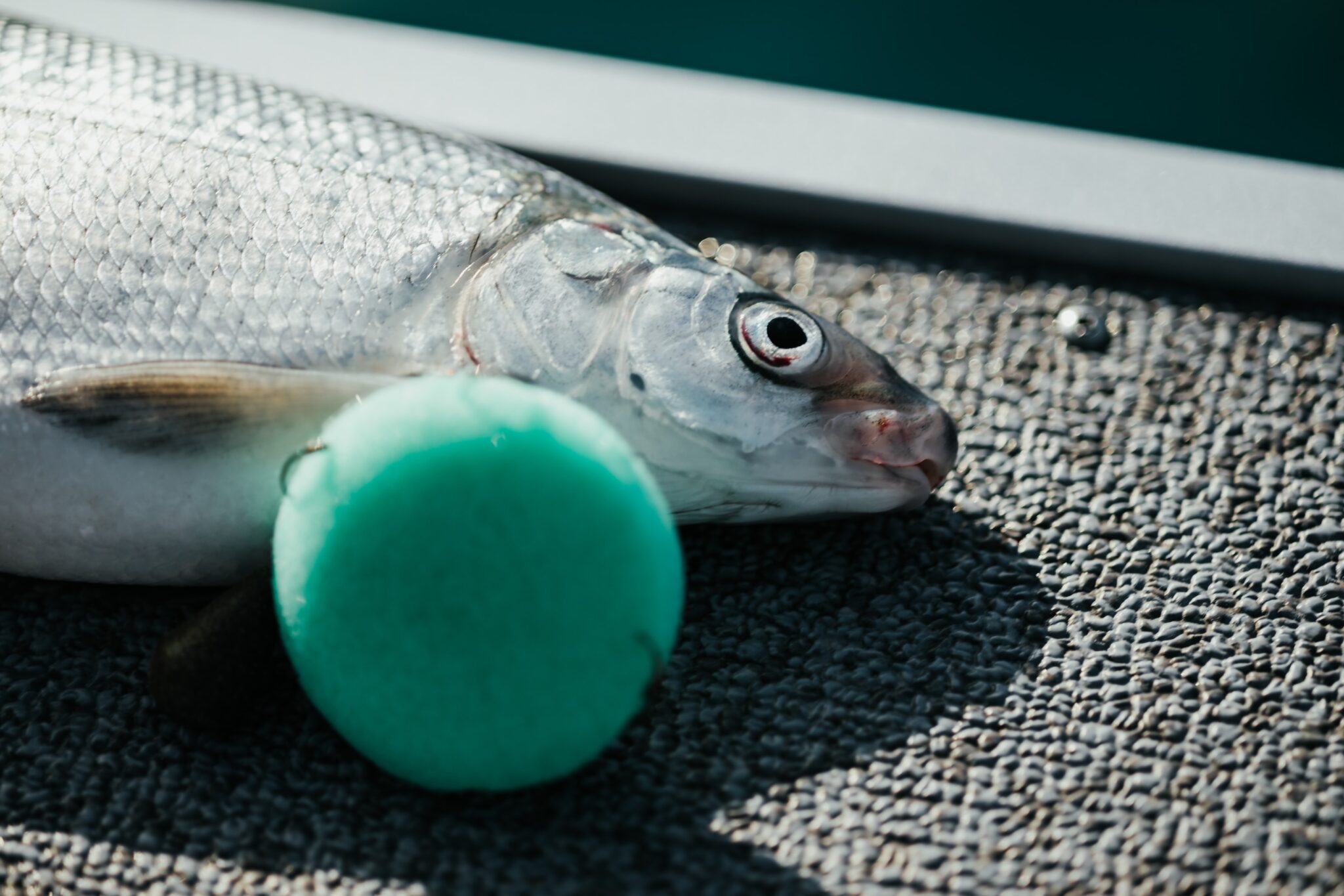 Angeln in Sachsen - Gewässer und Angeltipps - Anglerschmiede.de